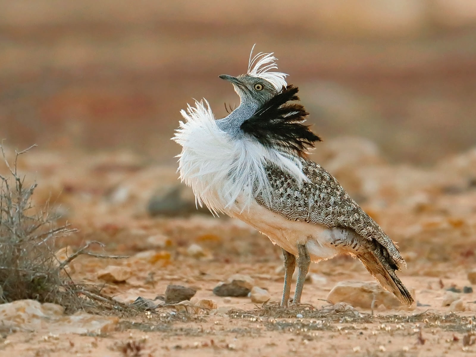 The Houbara Bustard in Pakistan: A Struggle for Survival - Pet News